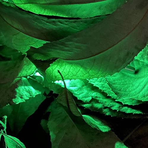 DEEPOWER X Lighted Archery Nocks for Arrows .204 Inside Diameter Light ...